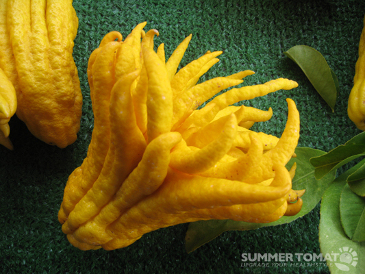 What causes a lemon to turn out out like this? (Found it on r/wtf) : r ...